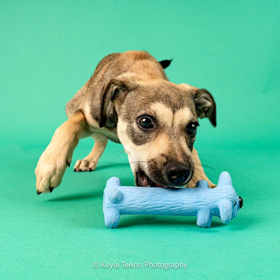 Ways to Help | Fixing the Boro | Low-Cost Spay/Neuter Clinic | Animal ...