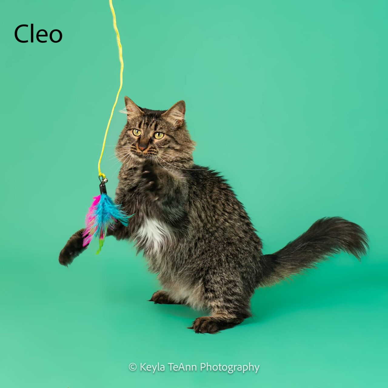 SNIP Clinic | Fixing the Boro | Low-Cost Spay/Neuter Clinic | Animal Rescue